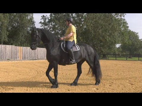 Apollo is back! Today Apollo is ridden for the first time in six months ...