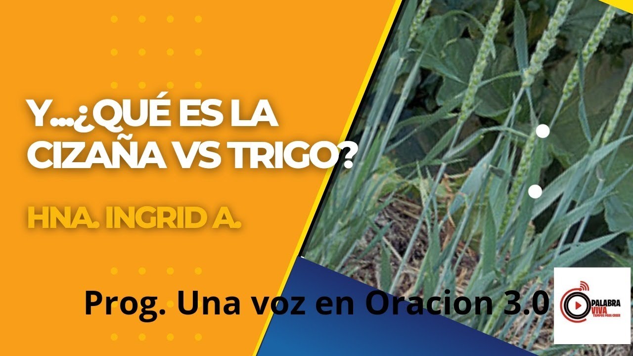 Ep.167. Y... ¿Qué es la cizaña vs trigo?/Una voz en Oración 3.0/ por ...