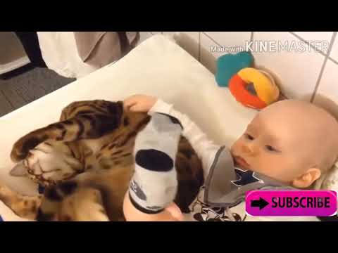 Cute & Funny Animals Compilation | katorze 24