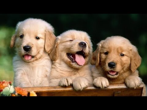 funny funnyanimals funnycats funnydogs