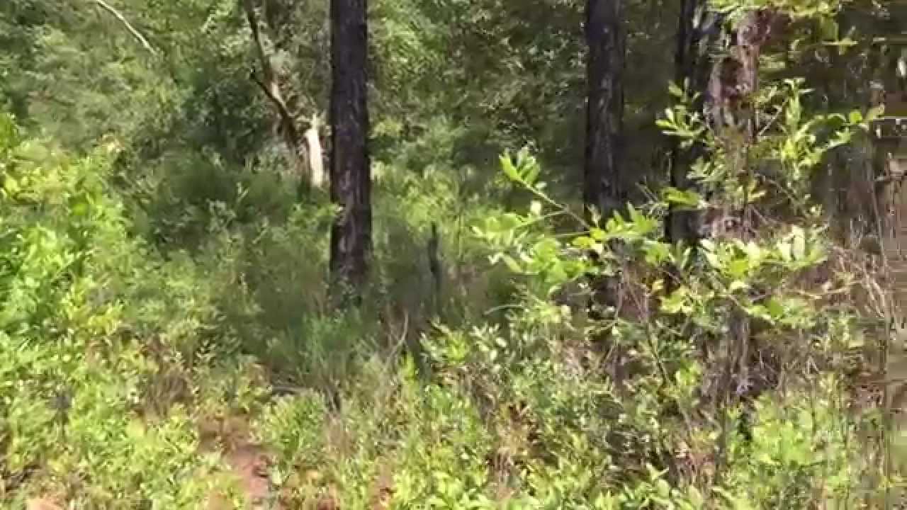Exploring at Jennings State Forest - YouTube