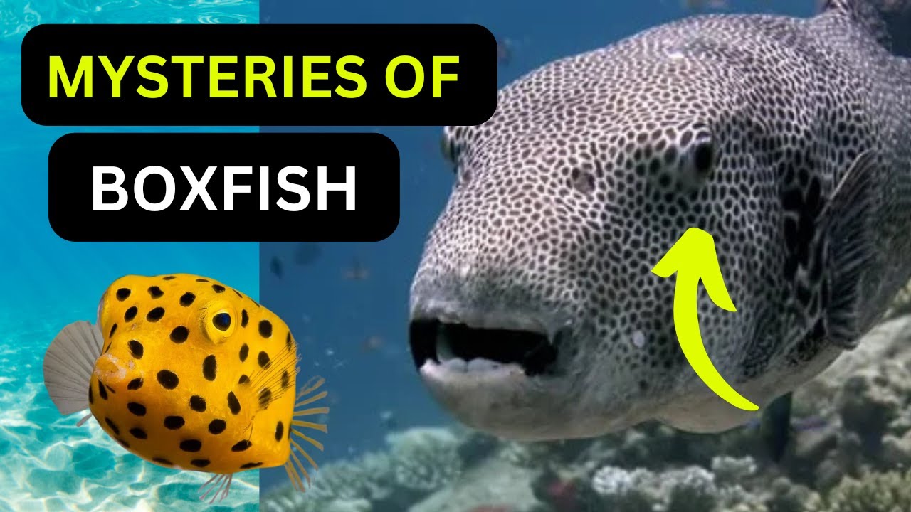 The Biology and Anatomy of the BOXFISH. Box fish, cowfish and Trunkfish ...