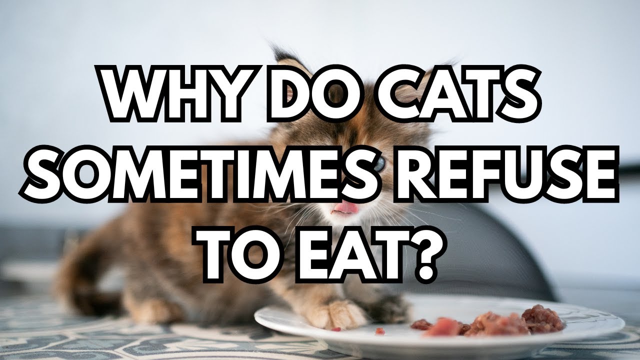Why do cats sometimes refuse to eat? - YouTube