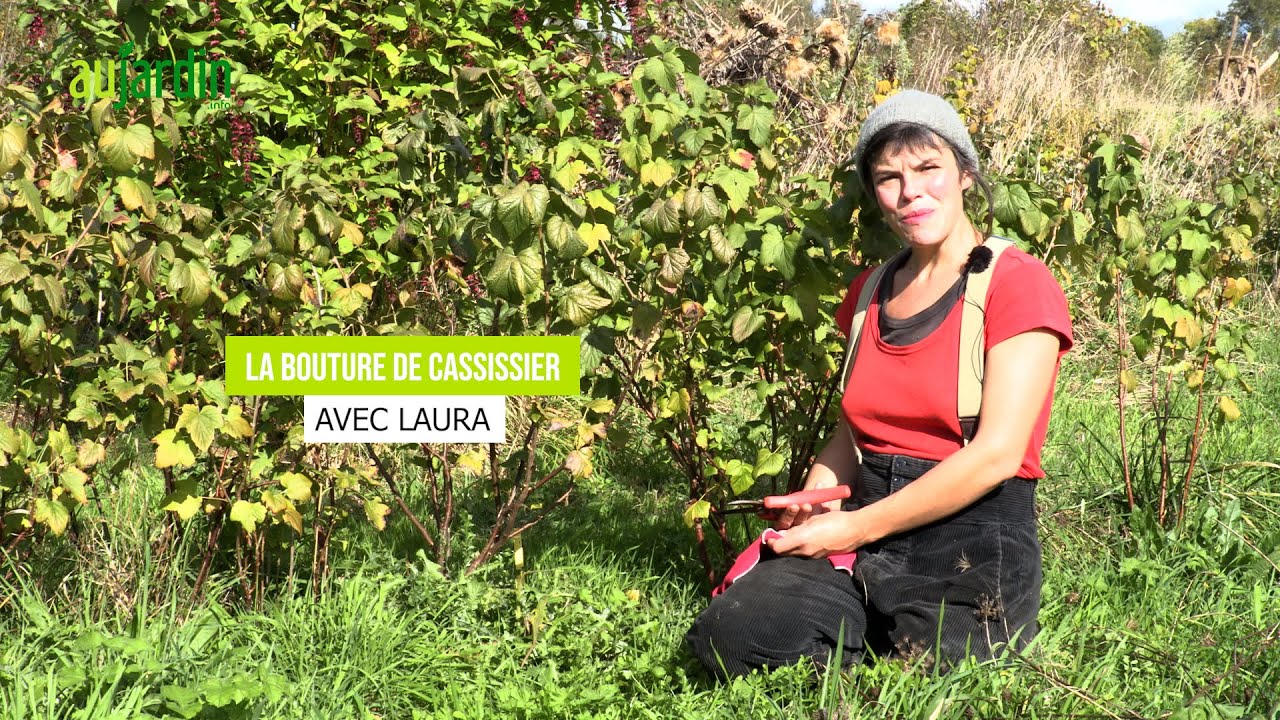 COMMENT RÉALISER une BOUTURE de PETIT FRUITIER comme le CASSISSIER ...