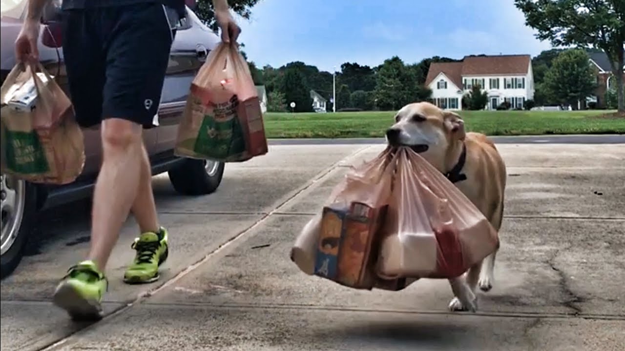 Getting Some Help from the Doggo - YouTube