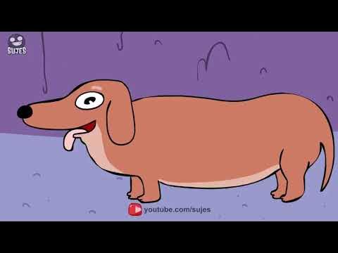 Canción Completa viral de TikTok Perro salchicha gordo Bachicha Animación - YouTube