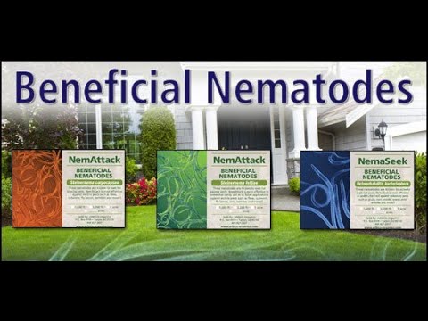 How to apply beneficial nematodes - YouTube