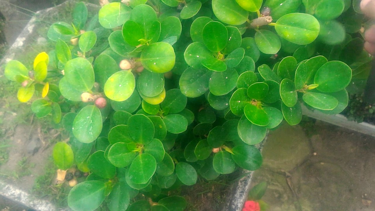 CARA MEMBUAT BONSAI MINI DARI POHON DOLLAR - YouTube