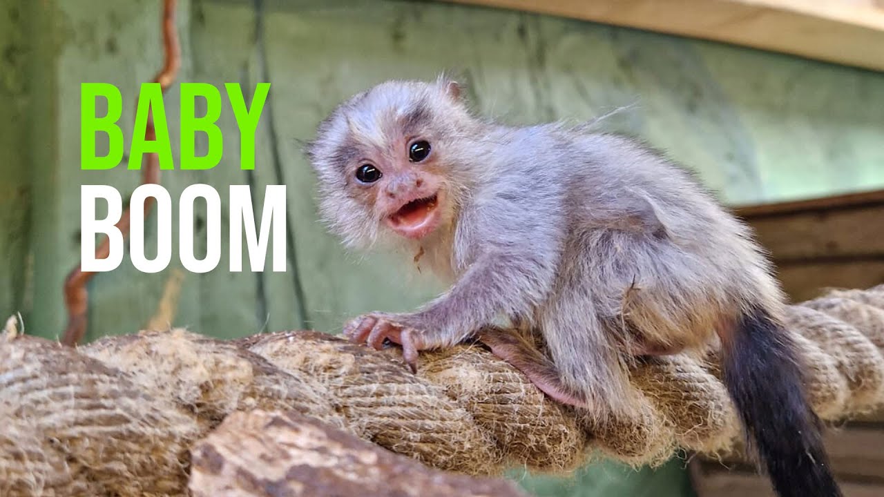 Zoo Celebrates Baby Boom with Arrival of 9 Adorable ‘ZooBorns’ - YouTube