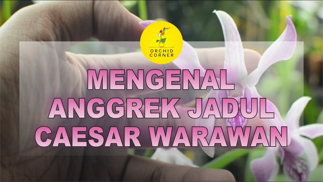 MENGENAL ANGGREK DENDROBIUM CAESAR WARAWAN | ANGGREK JADUL SEMI ...