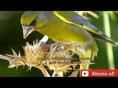 Kekeme Florya HUYLANDIRICI(Stuttering Florya is 100% DISTRESSING)(التأتأة فلوريا أمر مزعج بنسبة 100٪