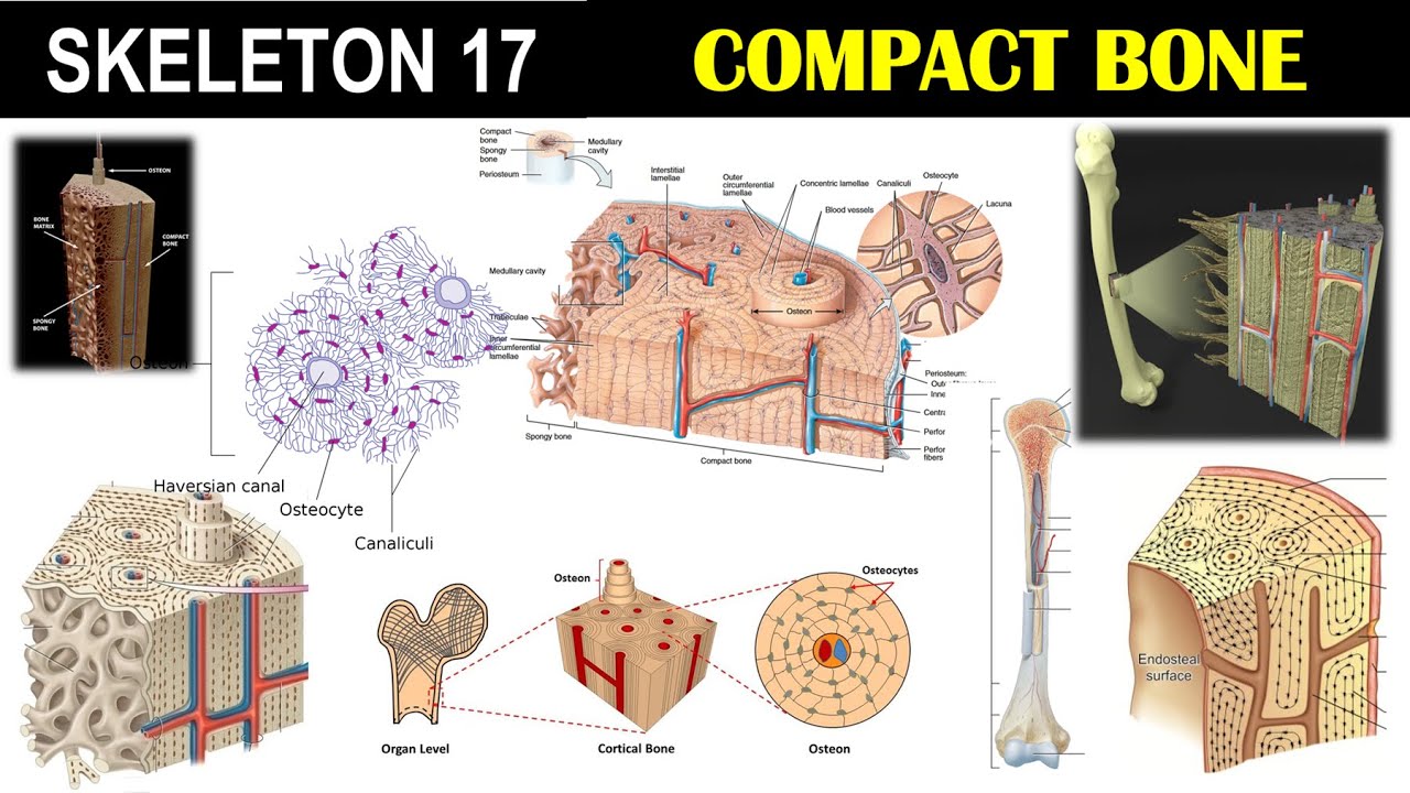 Skeleton 17 | Types of Bone tissue | Compact bone | Osteon | Haversian ...