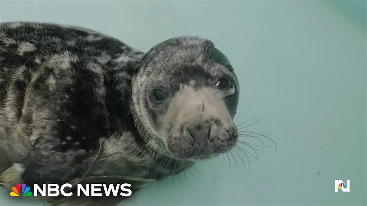 There’s Good News Tonight: lost seal reunion - YouTube