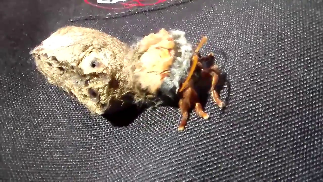 Big Moth is BORN: Giant Moth Pet EMERGES from COCOON! (Opodiphthera ...