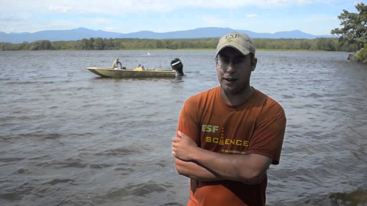 Seining with Chris Nack for the Shad Restoration Project - YouTube