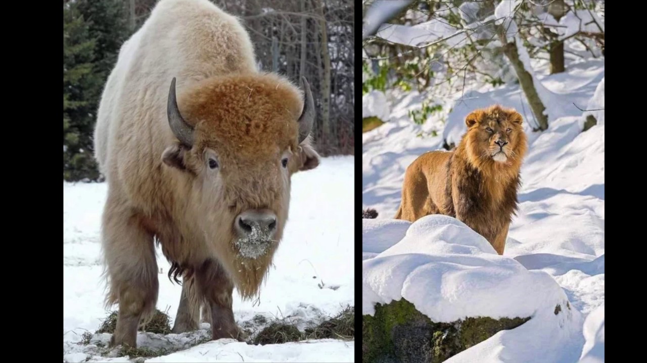 First Nations Protected Nature and Animal Slideshow - YouTube