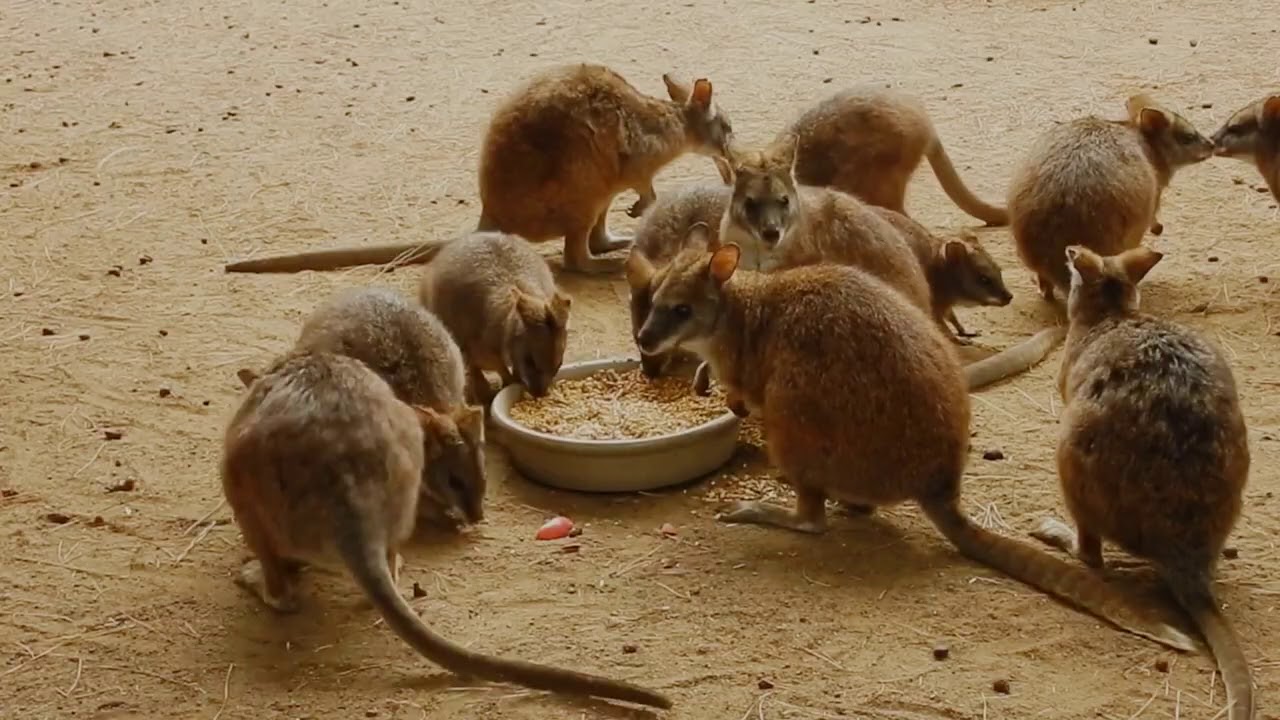CUTE ANIMALS EATING GRAINS - YouTube