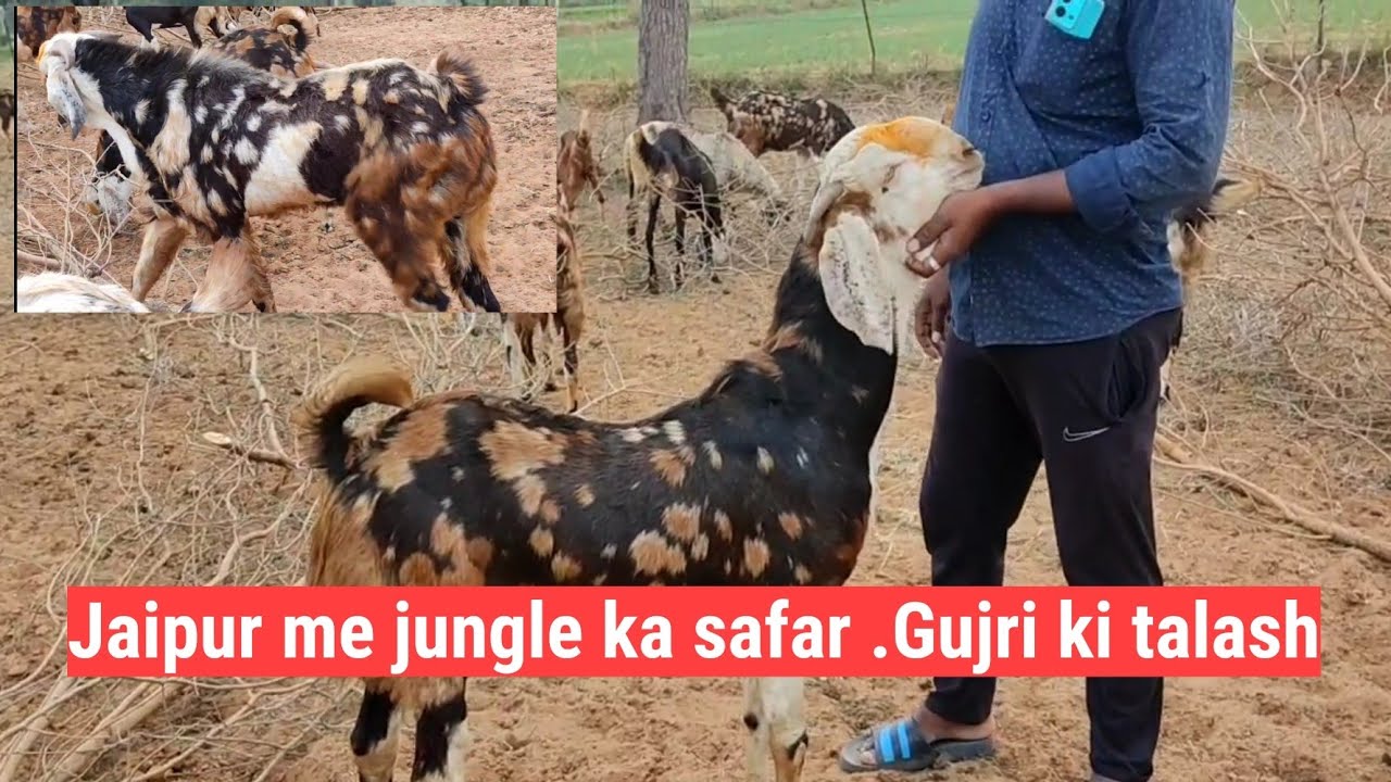 Gujri Bit andul goat .Gujri bakri bakra | Conversation sith Goat ...