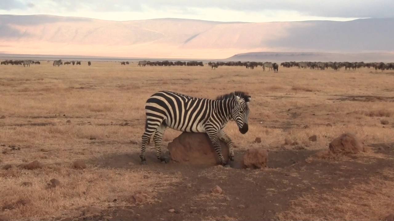Funny zebra scratching its belly - Ngorongoro Crater - YouTube