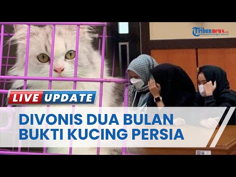 Babak Akhir Viral 3 Wanita Cekoki Miras ke Kucing di Padang, Pelaku Divonis 2 Bulan Penjara