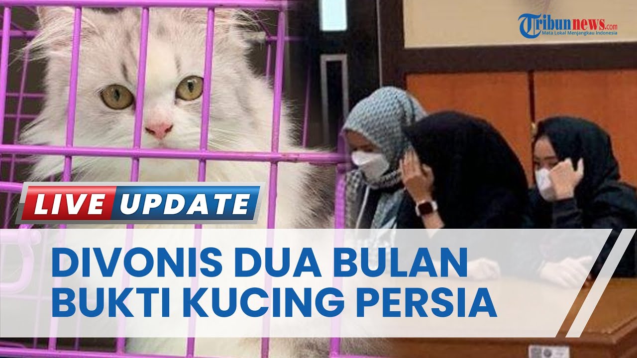 Babak Akhir Viral 3 Wanita Cekoki Miras ke Kucing di Padang, Pelaku ...