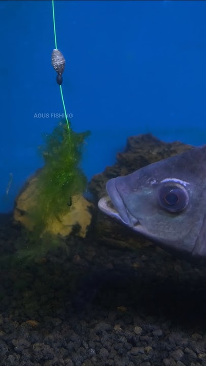 Ternyata Seperti Ini Cara Ikan Nila Makan Umpan Lumut #short #fishing #tutorial - YouTube