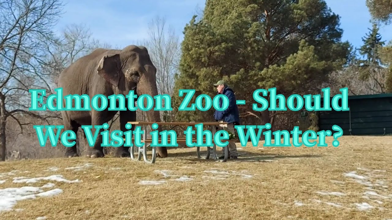 Edmonton Zoo - Should We Visit in the Winter? - YouTube