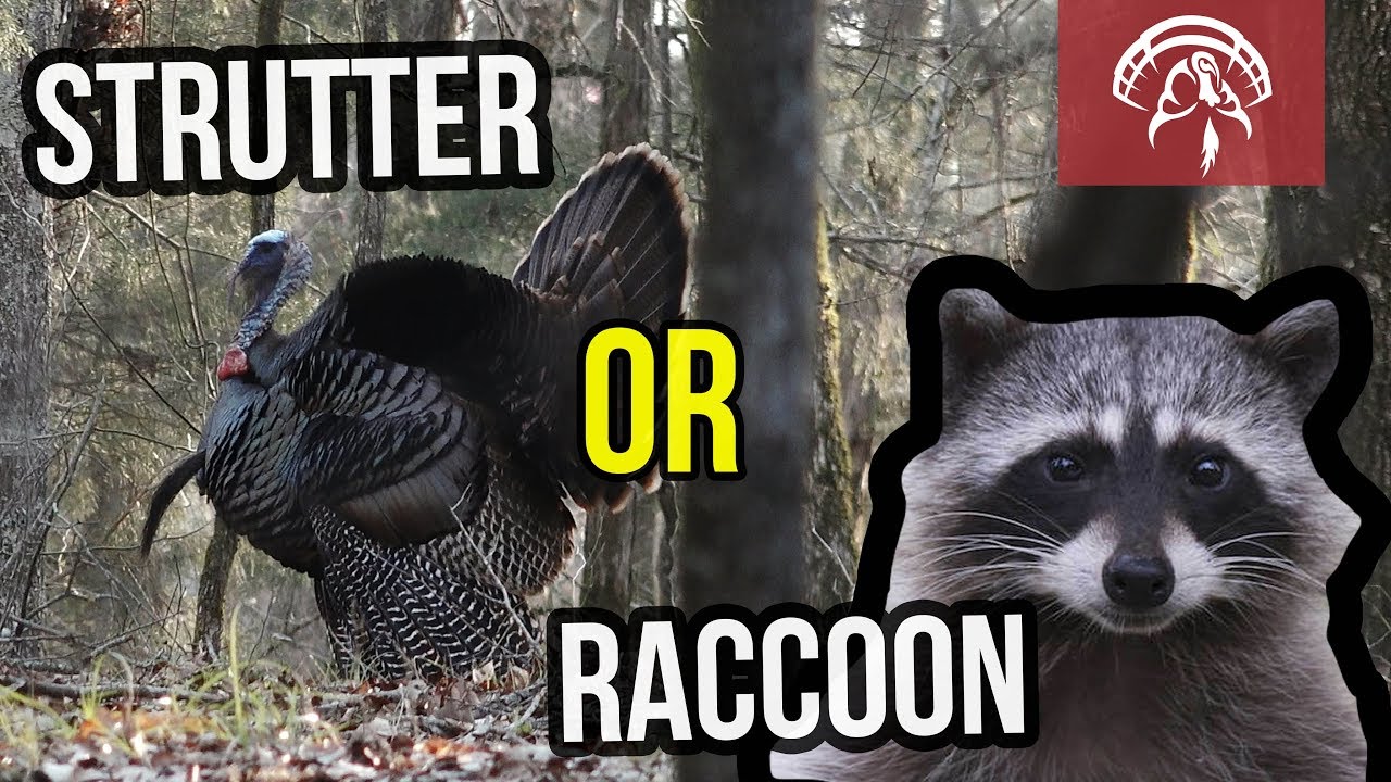 RACCOON OR STRUTTER?!? Turkey Hunting the Mississippi River Bottoms ...