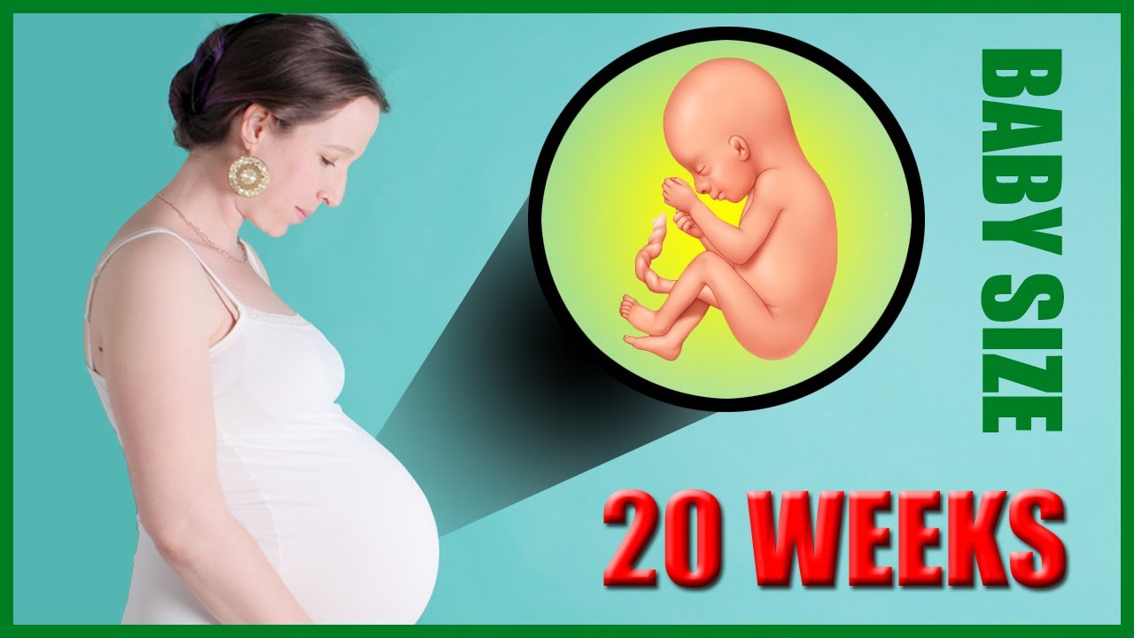 20 Weeks Pregnant Baby Size Baby Moving And Movement In The Womb 20-weeks-pregnant-baby-size-baby-moving-and-movement-in-the-womb