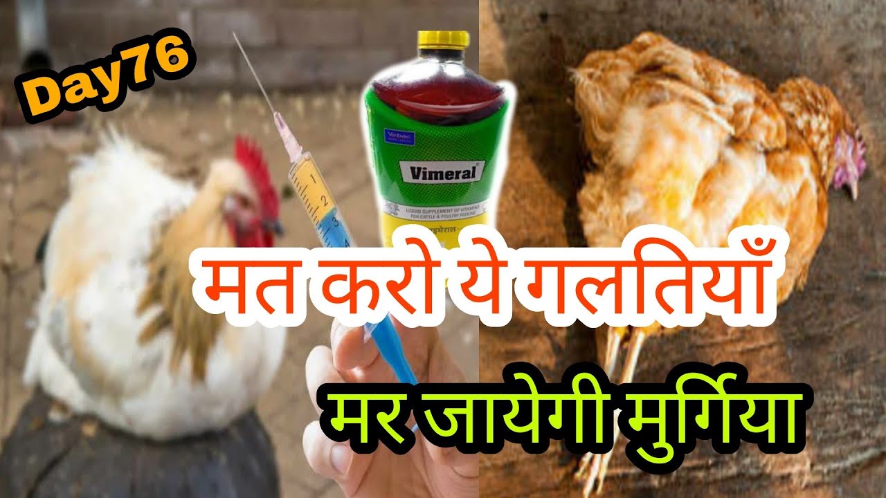Best Medicines for Chicken Day76|Local Chicken Farming|(Episode-03 ...