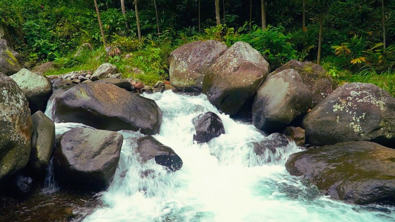 Soothing Stream in Rainforest | Pure Water Sounds ASMR - YouTube