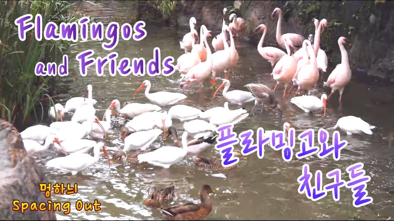 플라밍고와 친구들 | Flamingos and Friends - YouTube