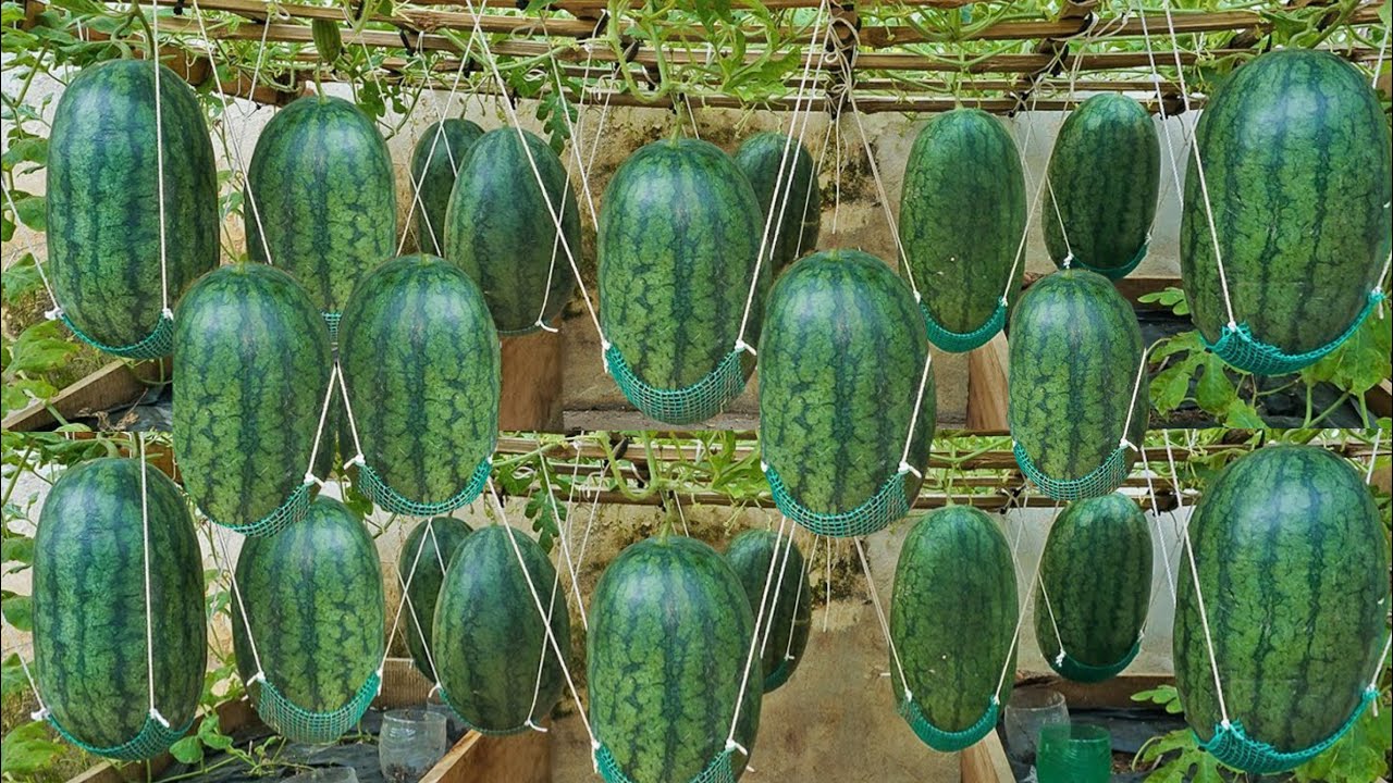 Easy Ways to Grow Watermelons in Bananas Get a lot of fruit in a short ...