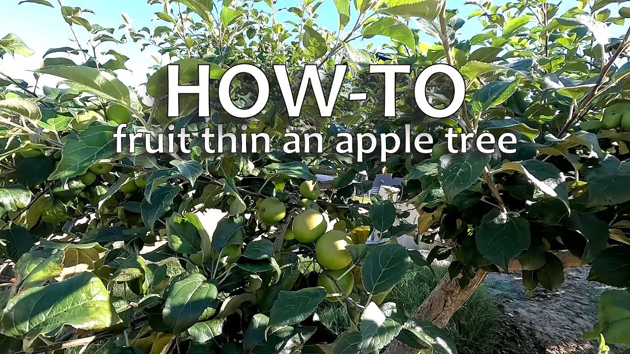 How-To: Fruit Thin an Apple Tree - YouTube