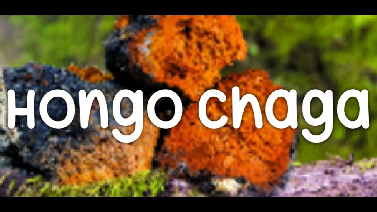 Hongo Chaga Propiedades y Efectos. - YouTube