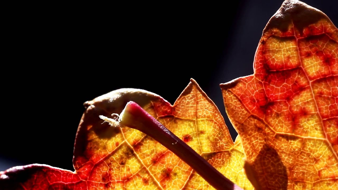 Leaf - Free HD stock footage - YouTube