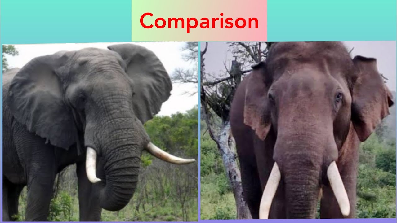 Differences between African and Asiatic elephants | Comparison Video ...