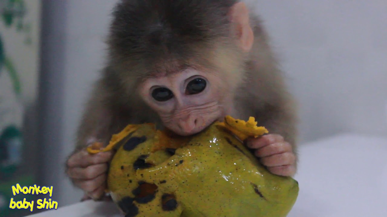 Monkey Baby Shin Eat Super delicious Mangoes - YouTube