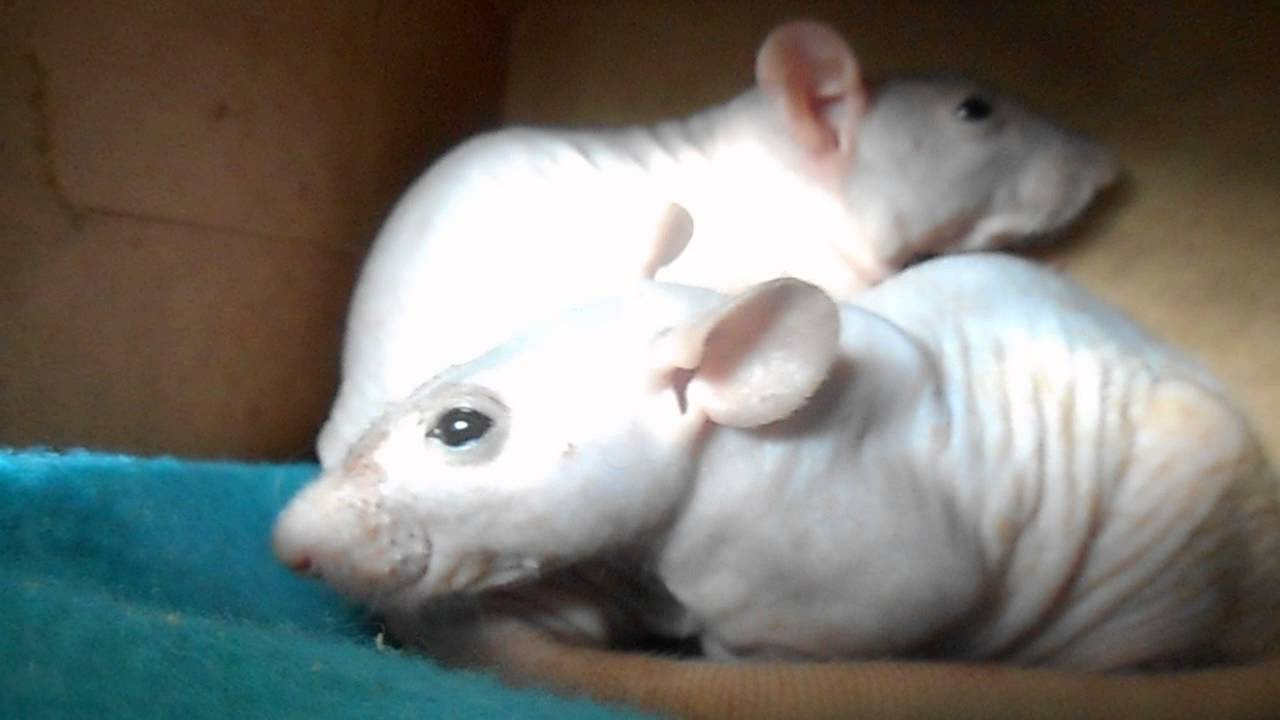 This Is What Respiratory Infections Sound Like In Rats..TURN ON SOUND ...