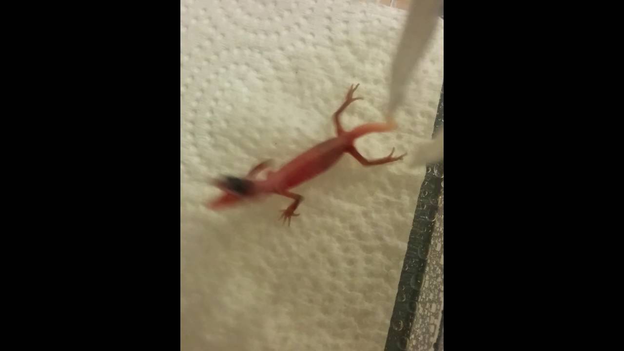 Screaming leopard gecko - YouTube