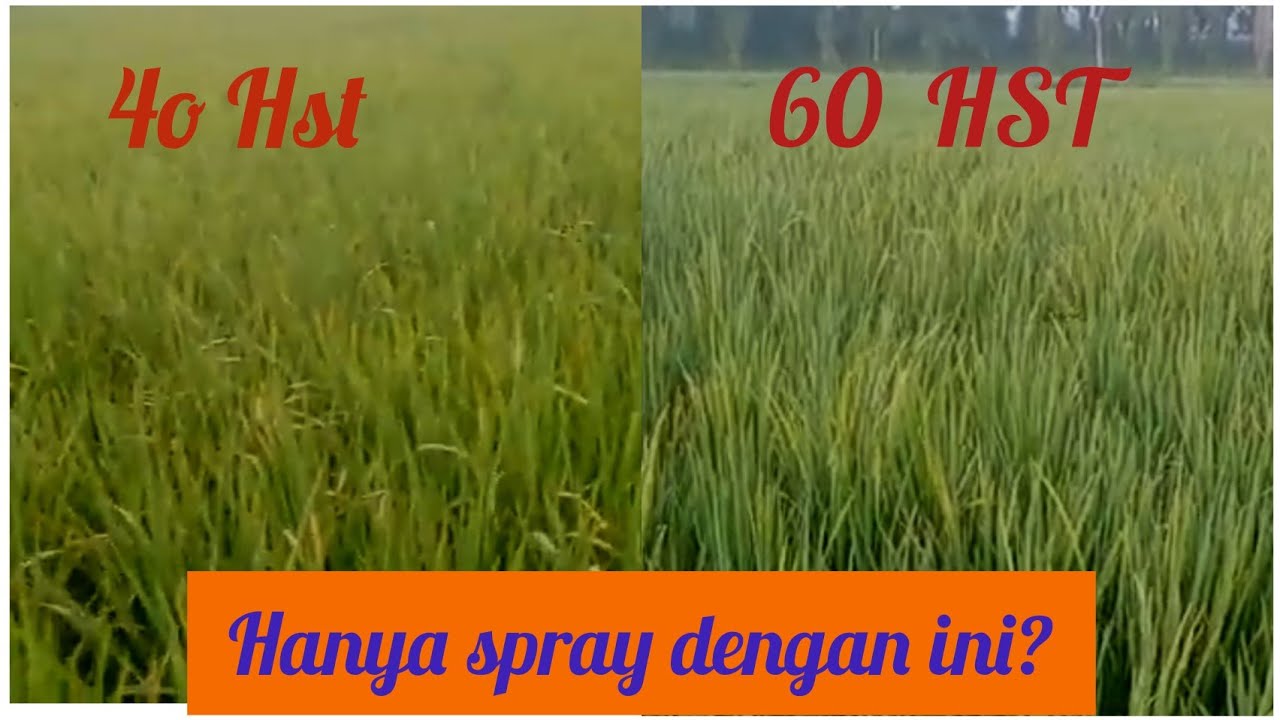 Padi menguning Usia 40 HST. 60 HST Langsung sembuh. - YouTube