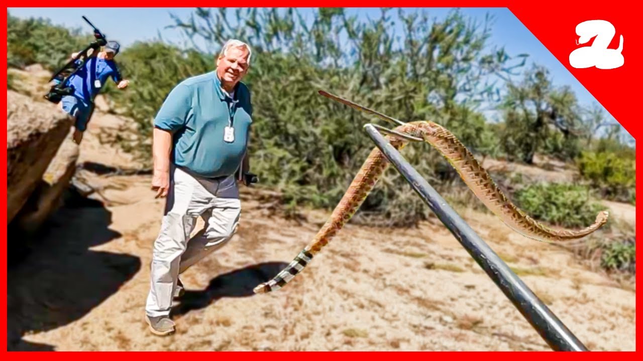 I Took The News Out to Catch Rattlesnakes - YouTube