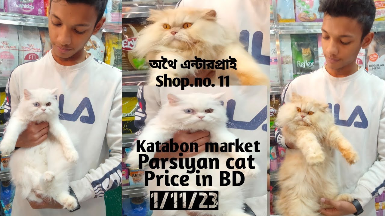 Parsiyan cat katabon market অথৈ এন্টারপ্রাই Shop no 11 কাঁটাবন মার্কেট ...
