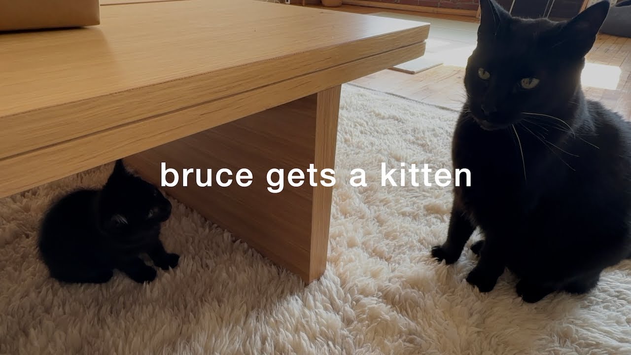 vlog | the one where bruce gets a kitten - YouTube