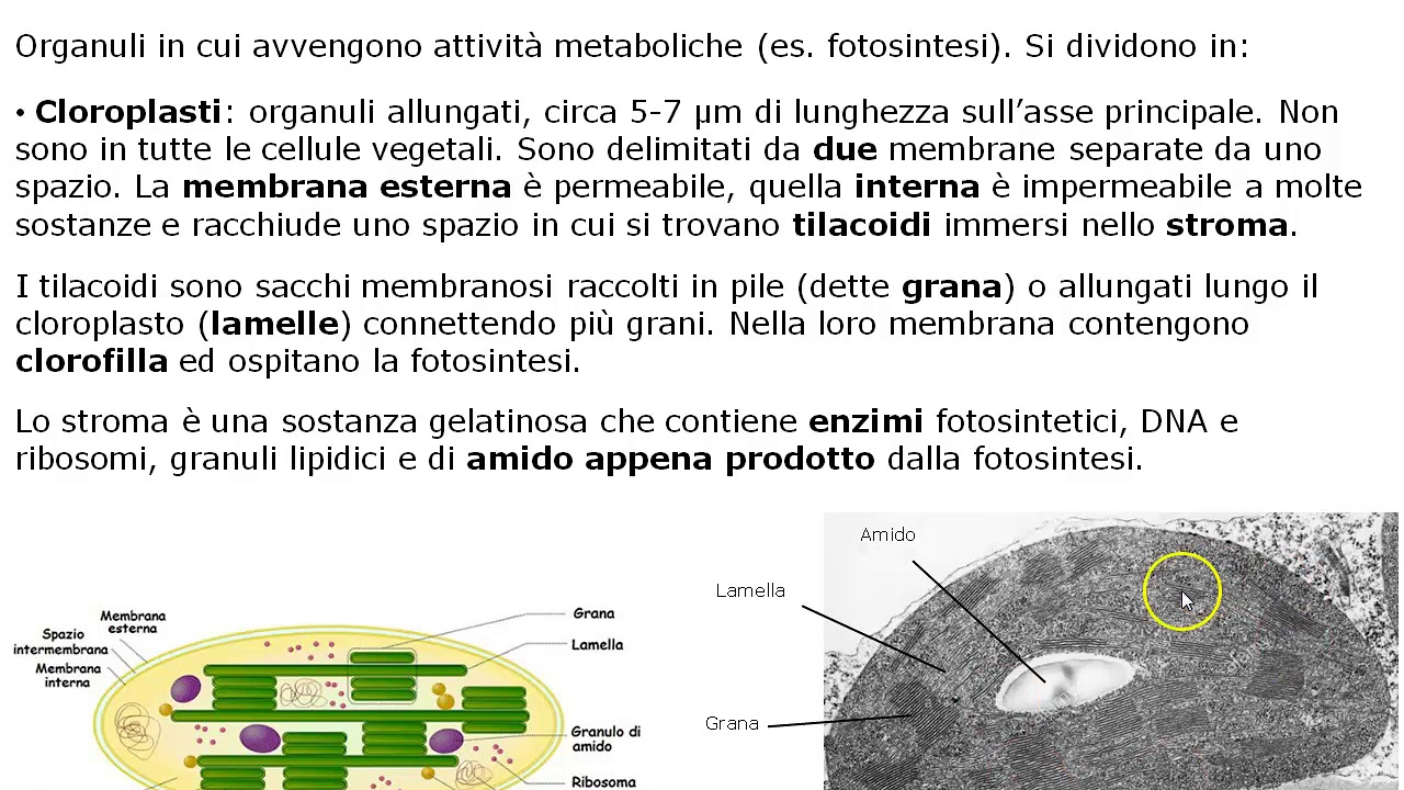 Plastidi - Cellula vegetale 1A - YouTube