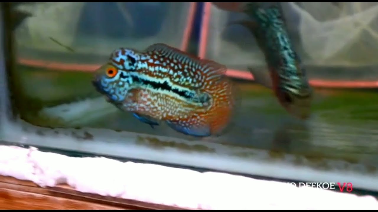 Kamfa V8 Ikan Louhan Import Thailand Youtube