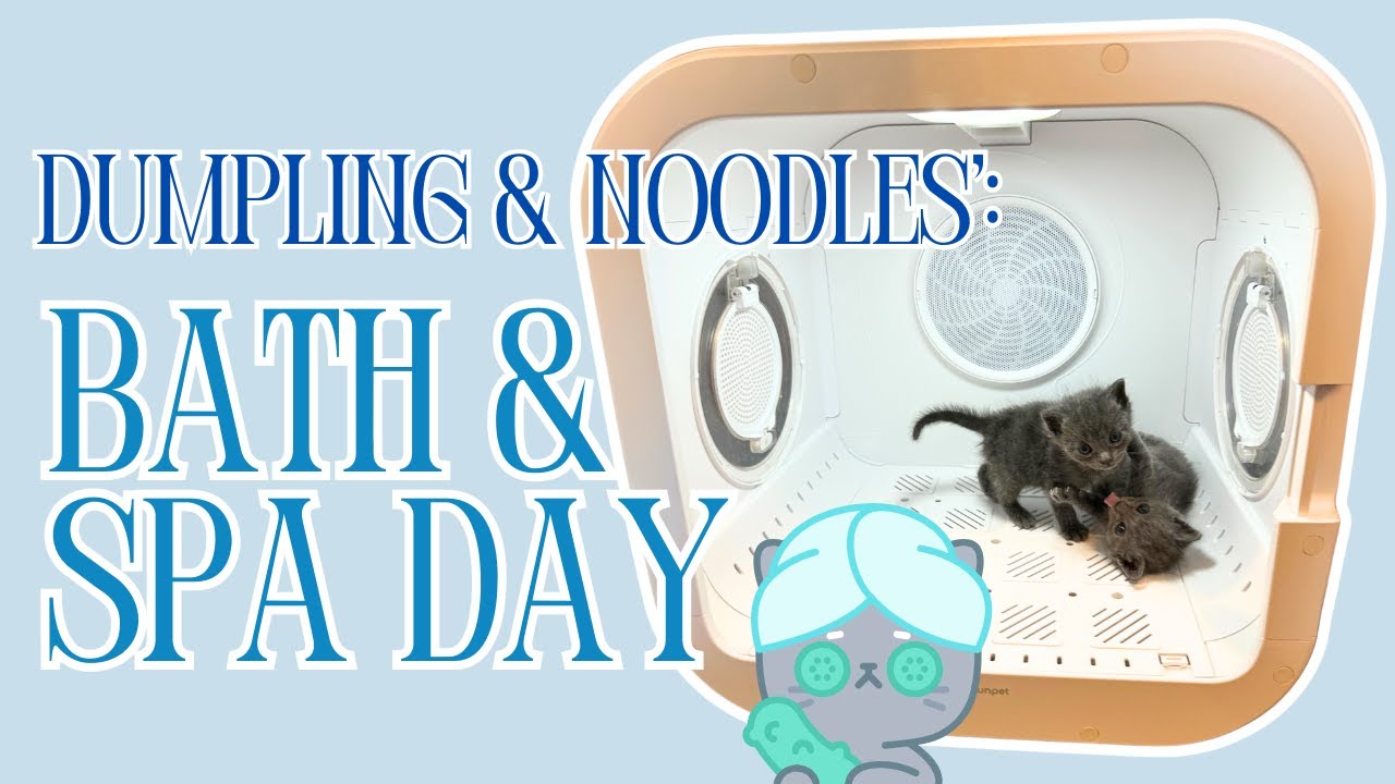 Orphaned Kittens: Bath Time & Drying in the Floofinator 🔥 | Dumpling ...