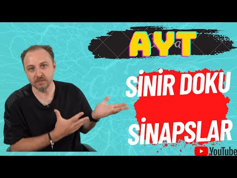 2024 AYT Biyoloji Sinir Sistemi (Sinapslarda Uyartı İletimi)