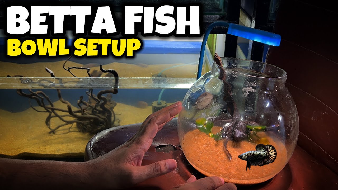 BETTA FISH Bowl Setup | Simple & Stunning - Imran's World - YouTube