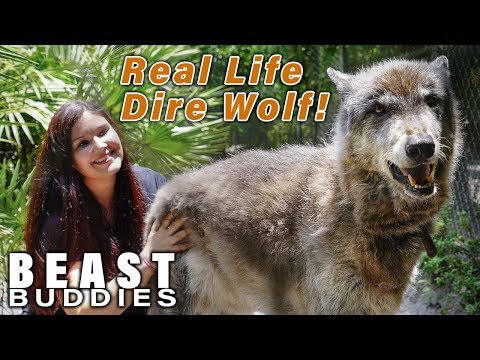 Yuki, der riesige Wolfshund | BEAST BUDDIES